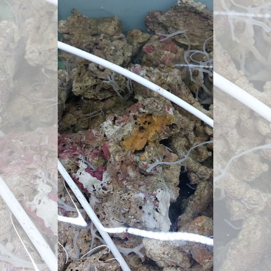 Живые камни, ЖК, Live Rocks для морского аквариума