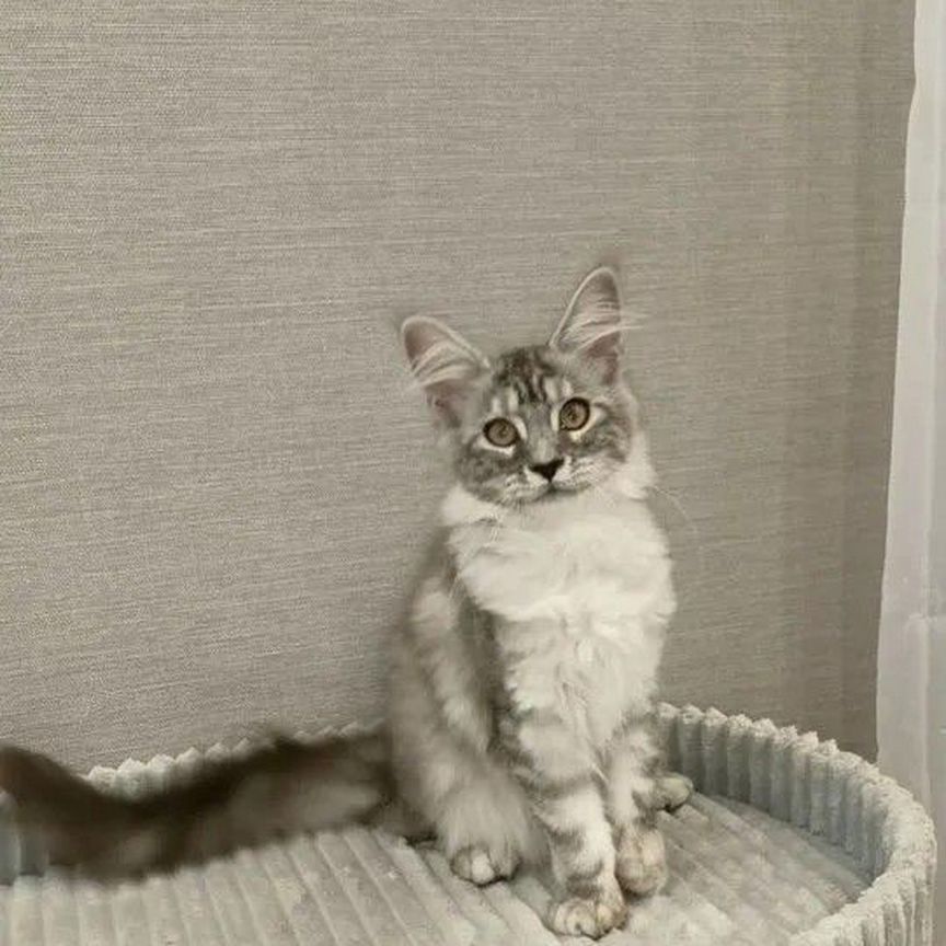 Мейн-кун девочка с документами