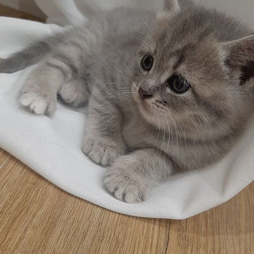Британские котята