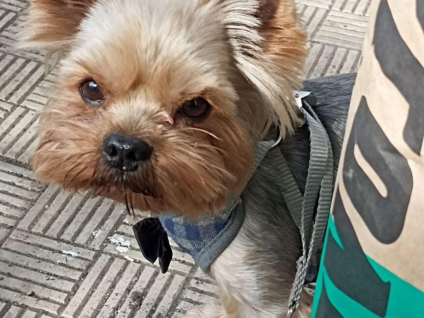 Йоркширский терьер