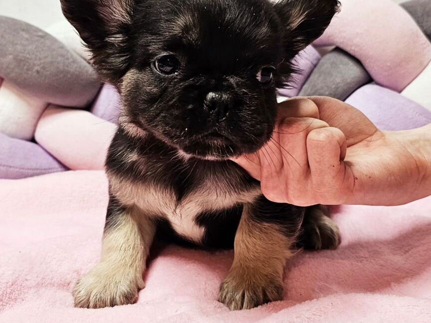 Французский бульдог щенки