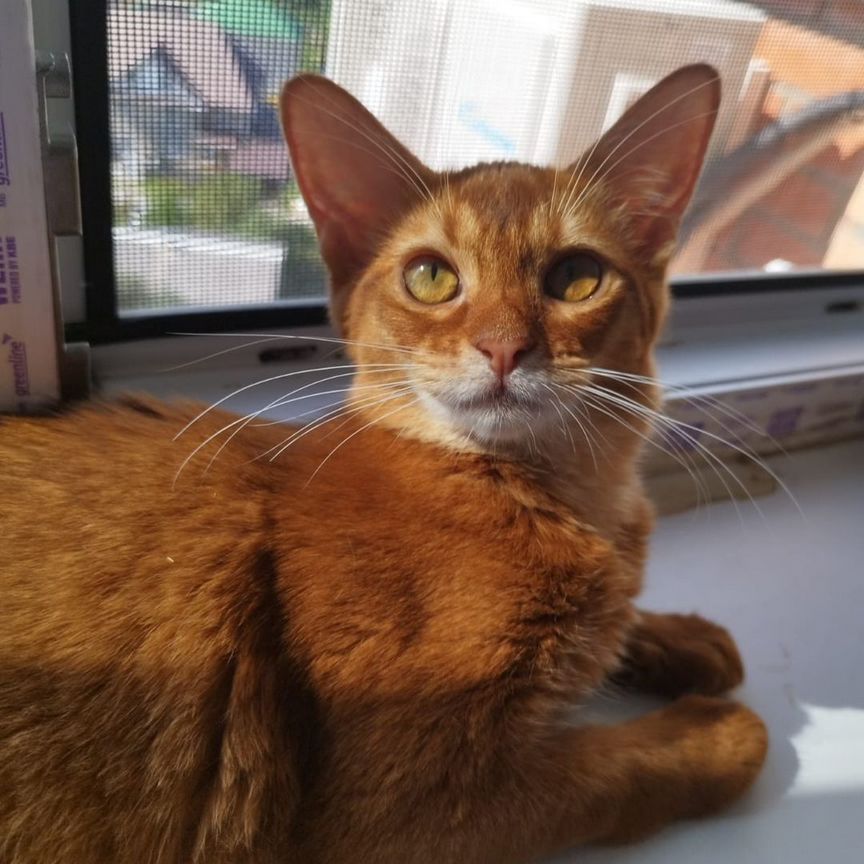 Сомали девочка