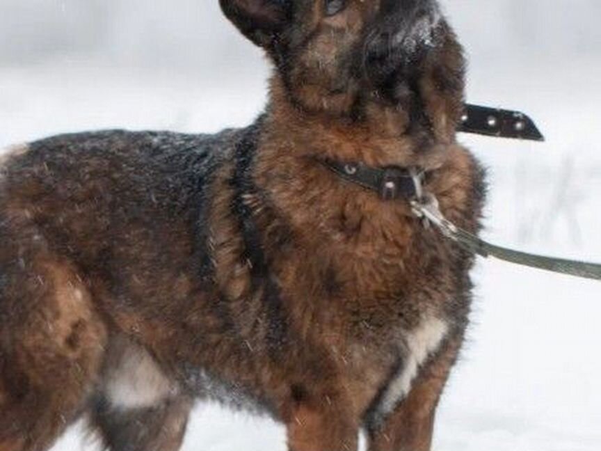 Очень классный пес будет лучшим другом