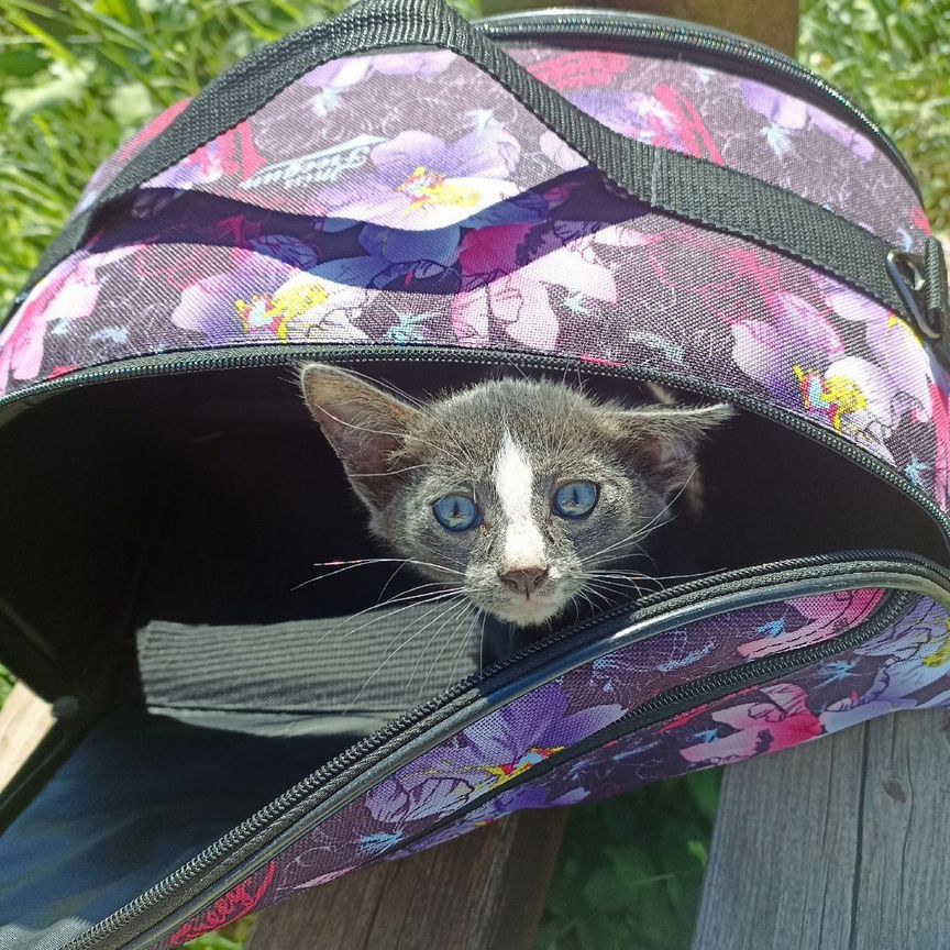 Голубоглазый котёнок мальчик