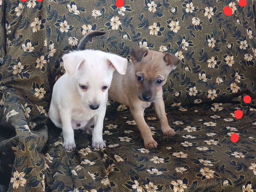 Тойчики щенки