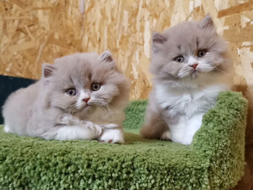 Британские котята