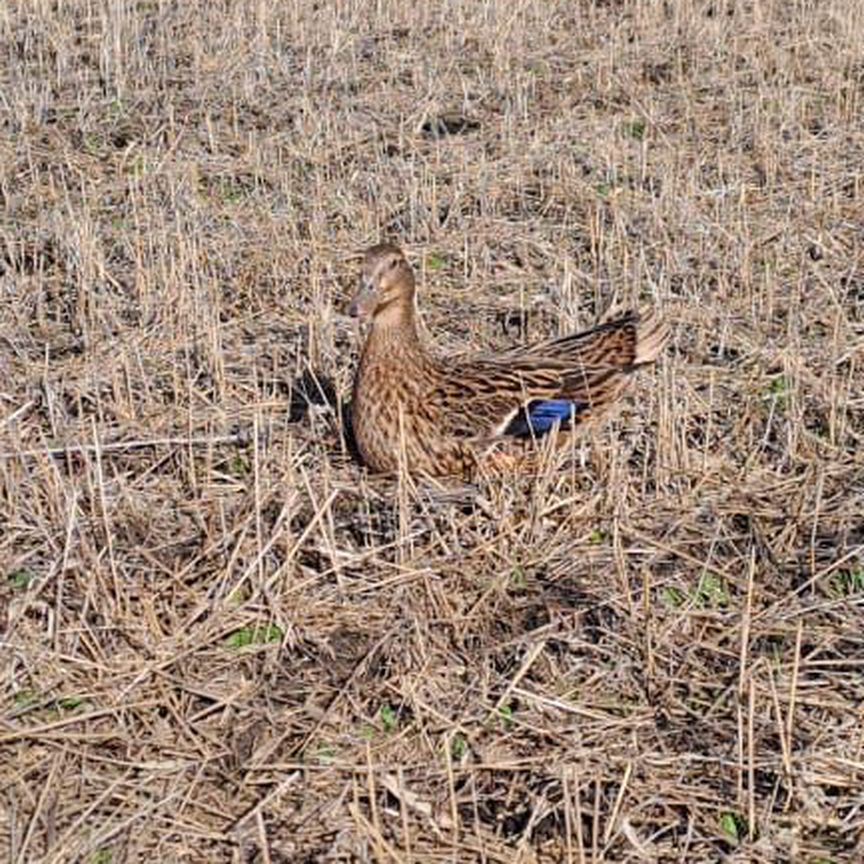 Подсадные утки для охоты