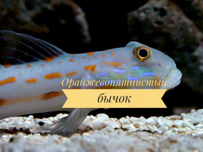 Оранжевопятнистый бычок, M (рыбка в наличии)
