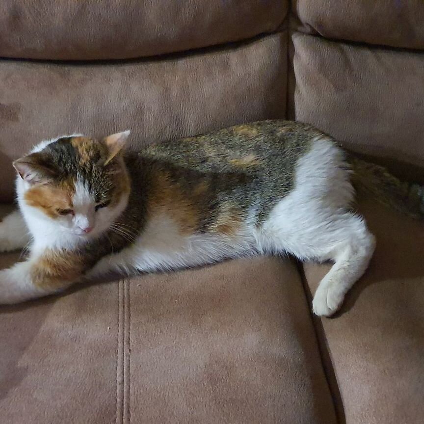 Кошка ласковая возраст один год