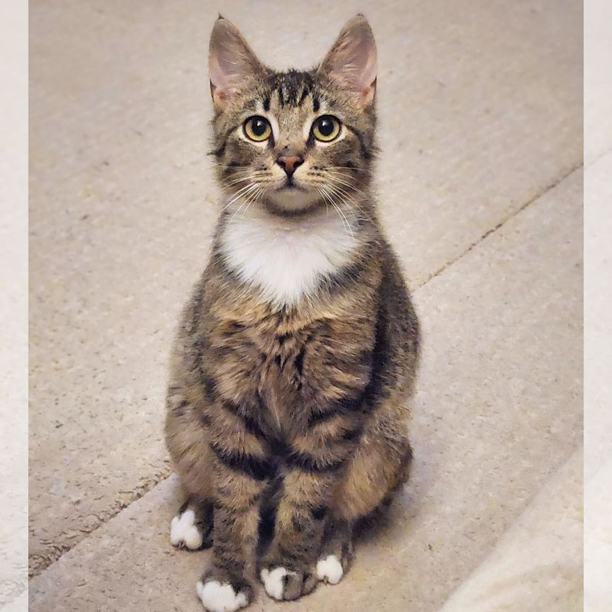 Котёнок в добрые руки