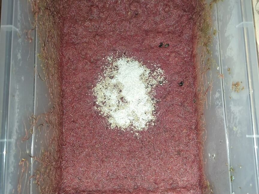 Живой корм для аквариумных рыбок