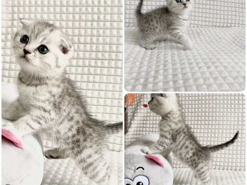 Шотландские вислоухие и прямоухие котята