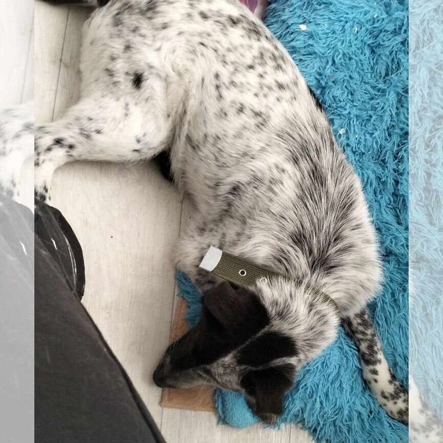 Щенок в добрые руки