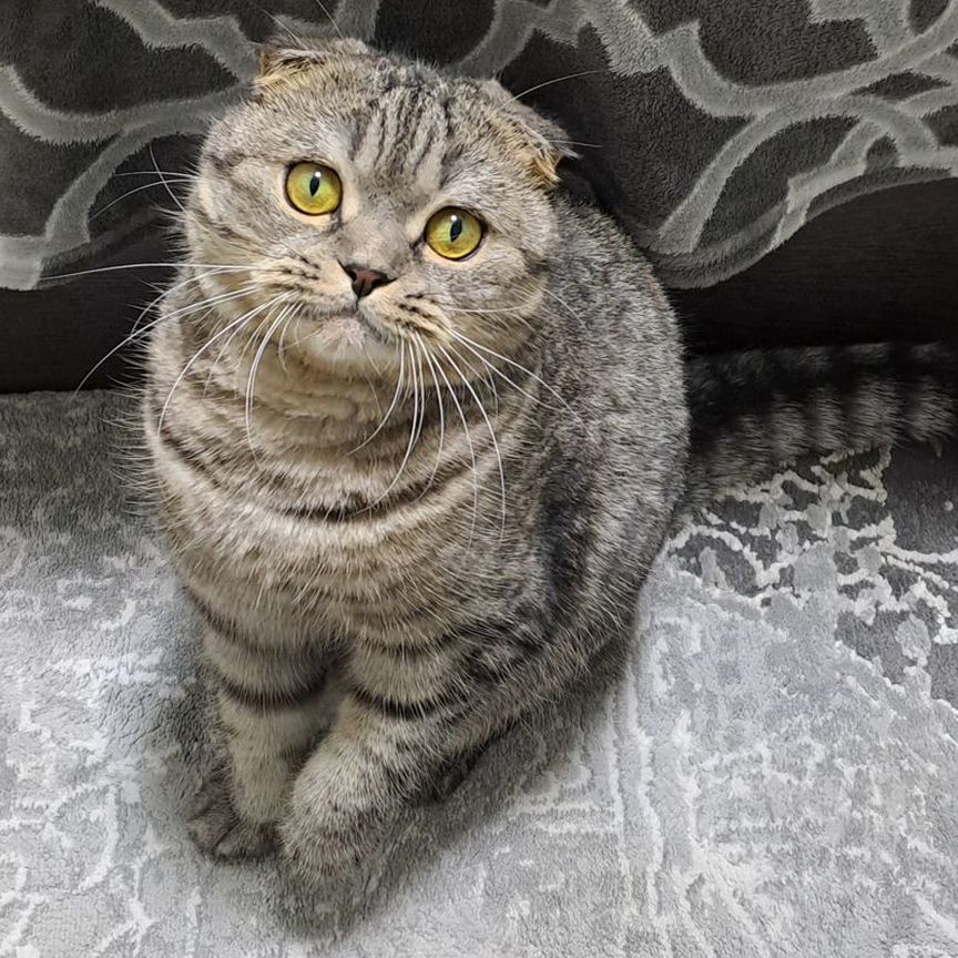 Кошечка Соня ищет семью