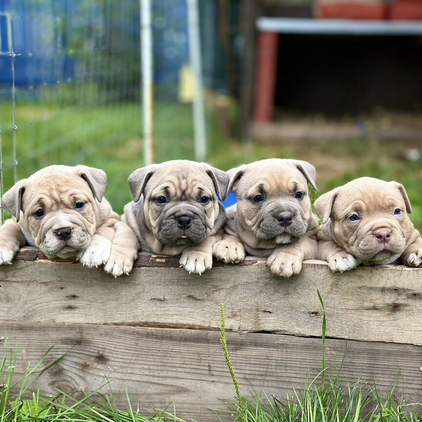 Американксий булли девочки