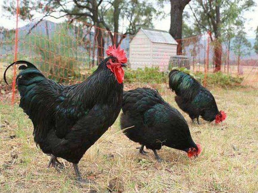 Продаю инкубационные яйца австралорпа