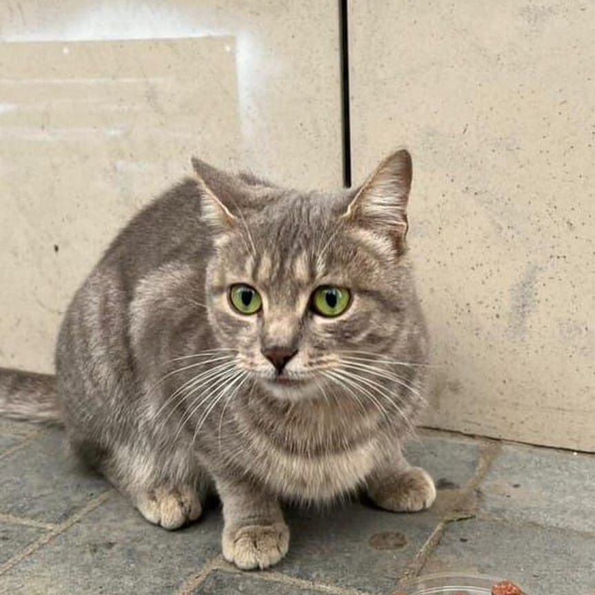Кошка в добрые руки