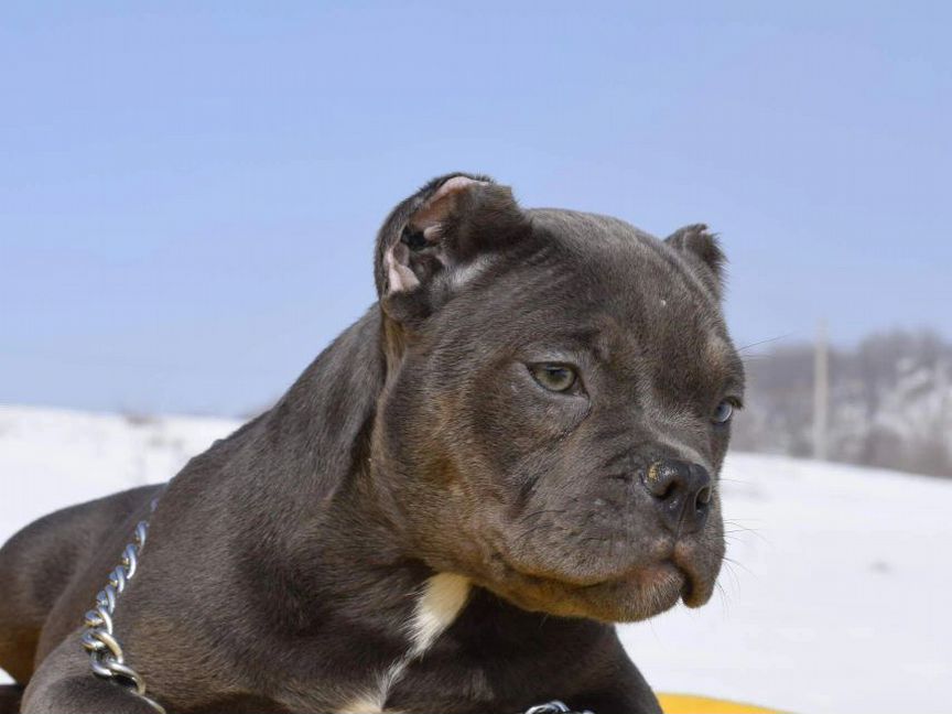 Ам булли голубая девочка