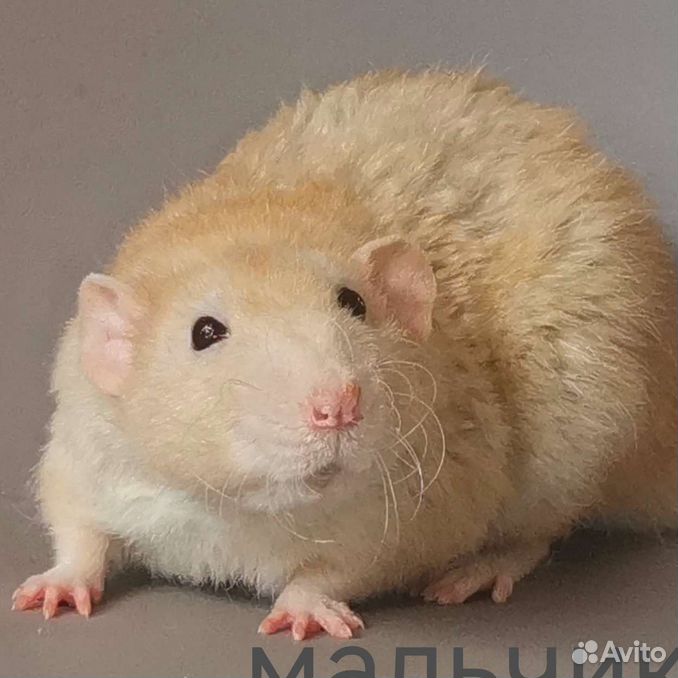 Два крысика дамбо