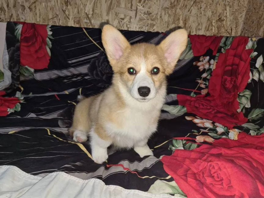 Щенки Вельш-корги