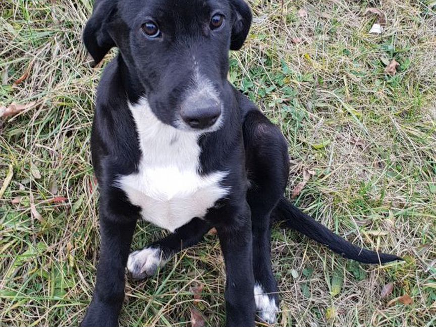 Собака в добрые руки