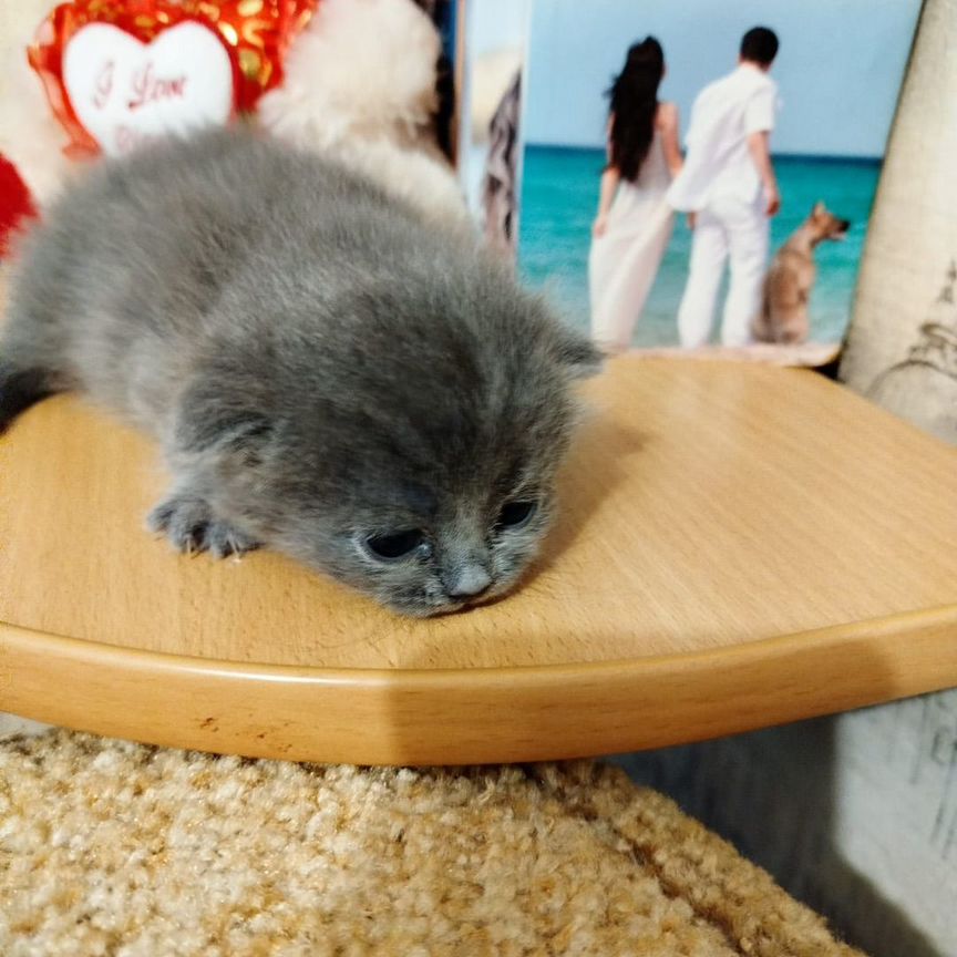 Вислоухие котята шотландцы