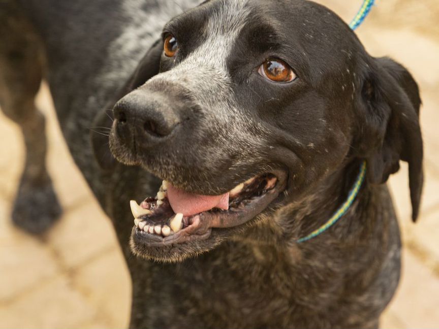 Курцхаар в добрые руки мальчик