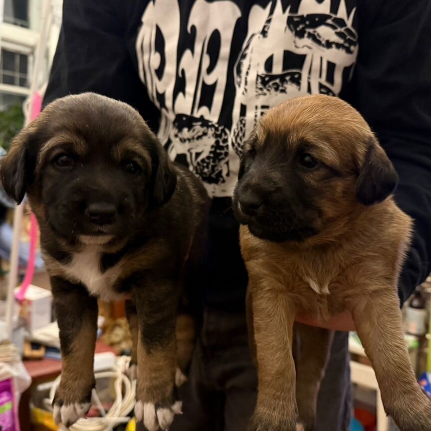 Щенок в добрые руки