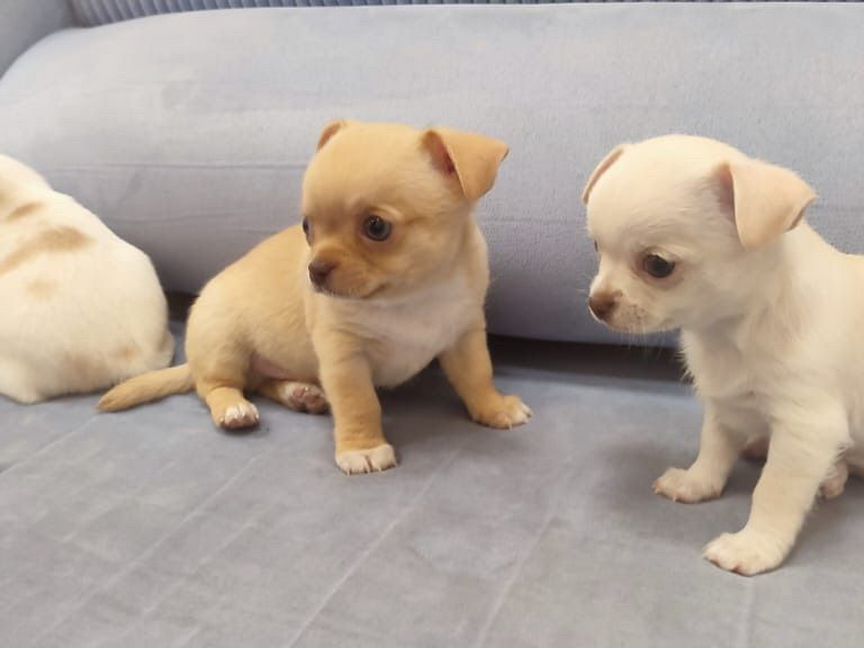 Щенки чихуахуа