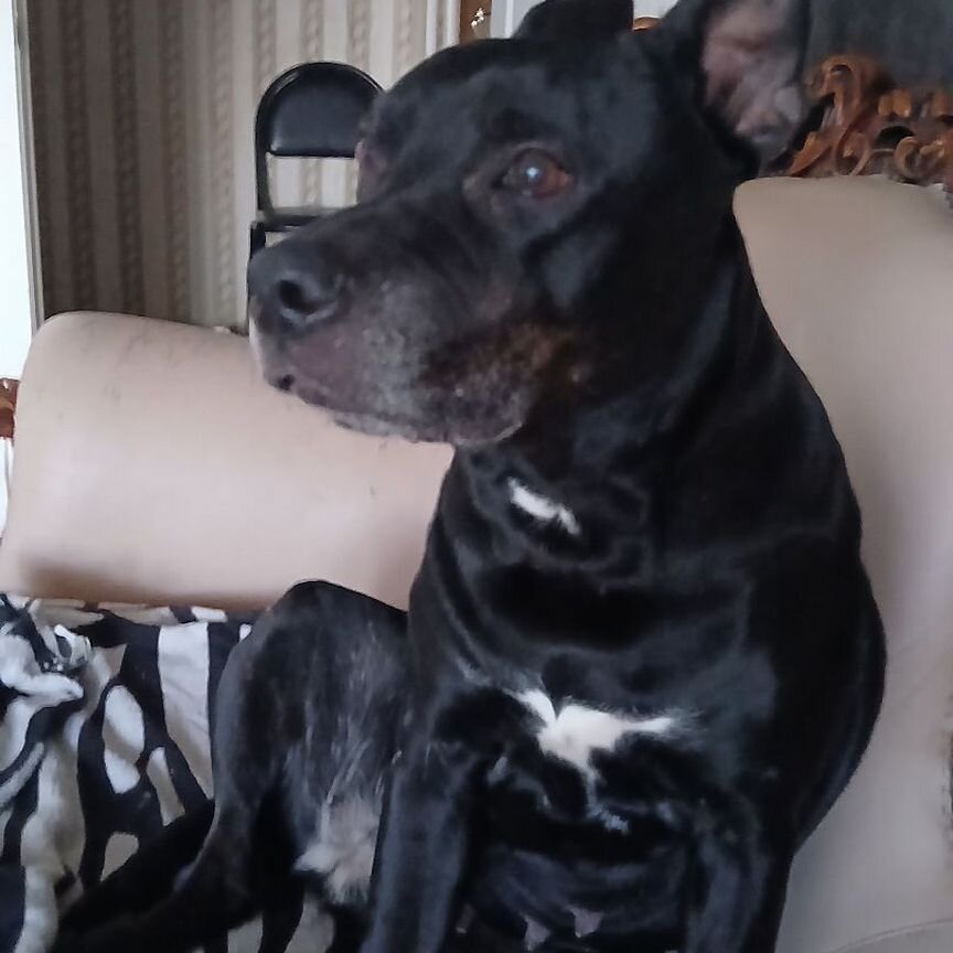 Собака в добрые руки стафф