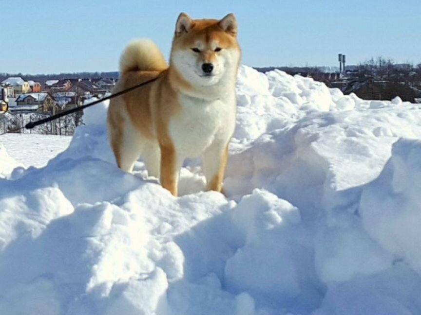 Собаки щенки