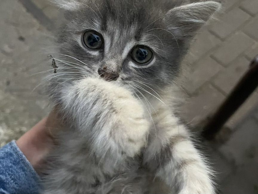 Котята выживают на улице нужен дом