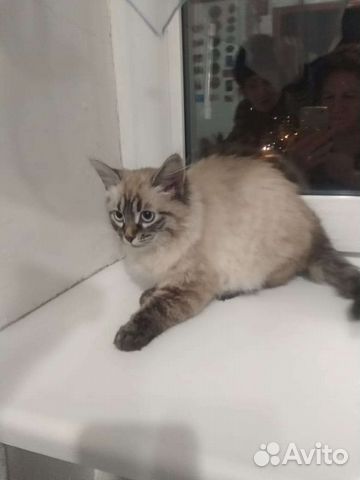 Невская маскарадная