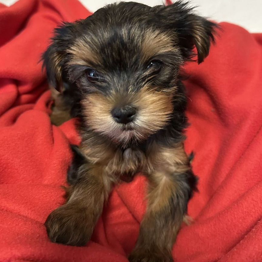 Йоркширский терьер, щенок