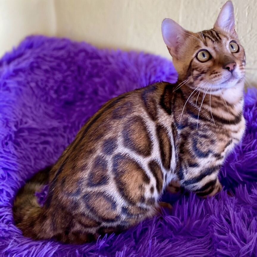 Бенгалы в Разведение