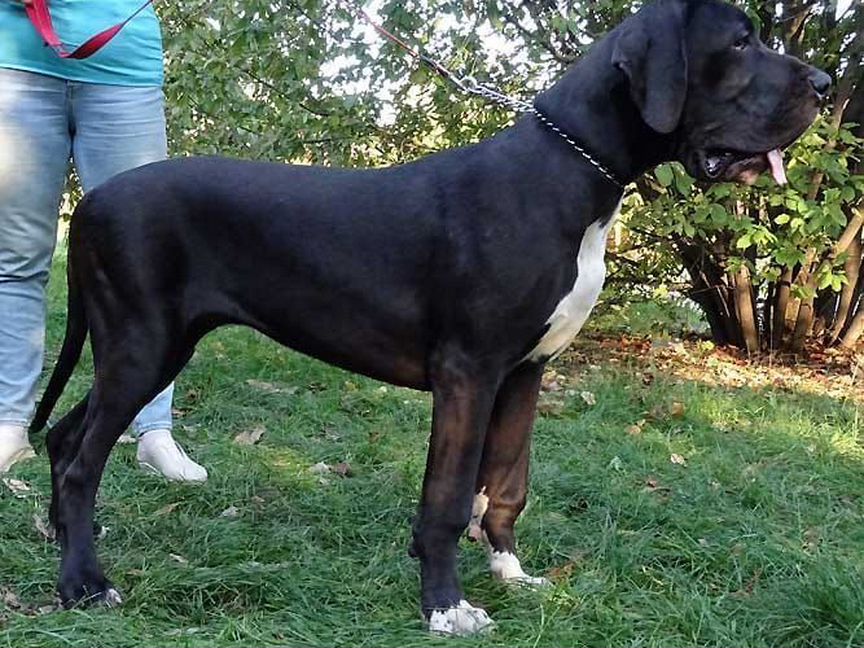 Собака немецкий дог