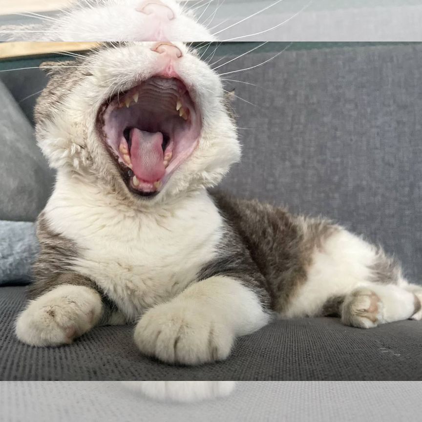 Кот маминой подруги