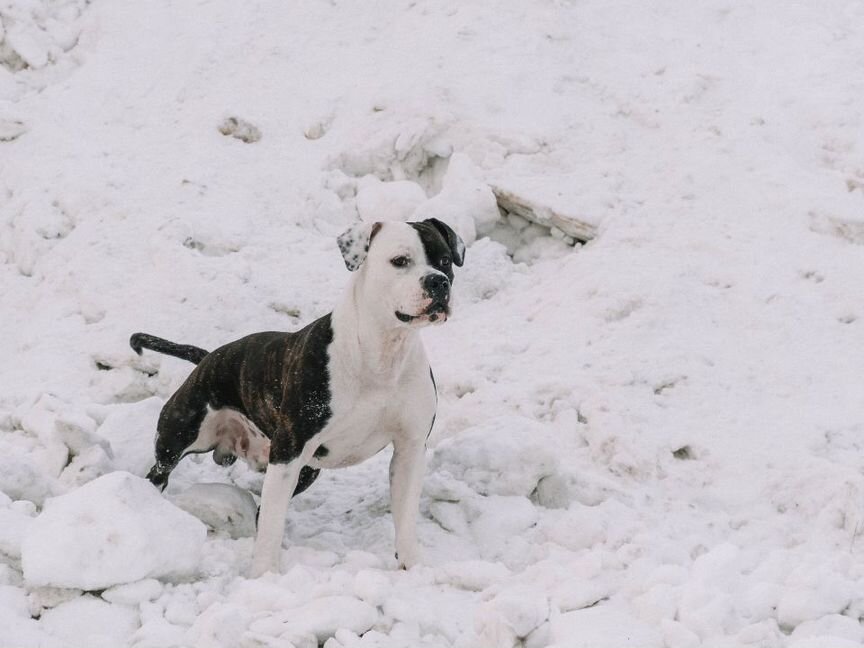 Вязка кобеля Амстафф