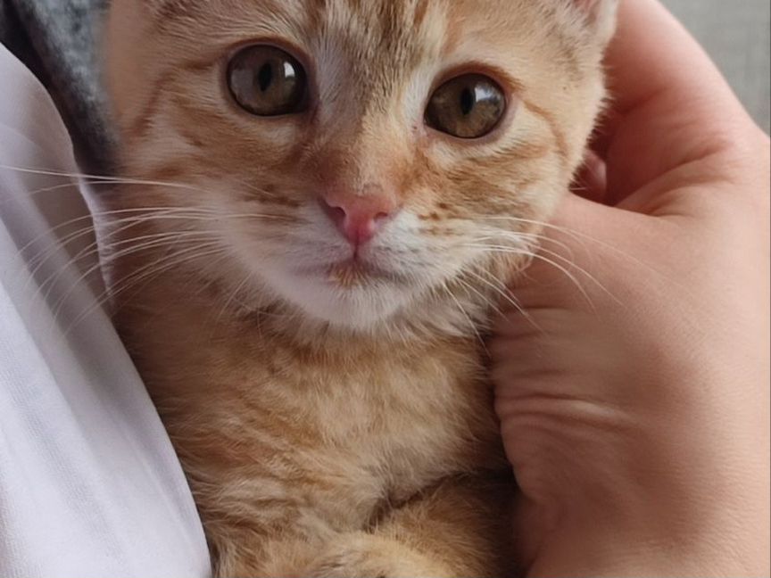 Рыжее солнышко 3мес