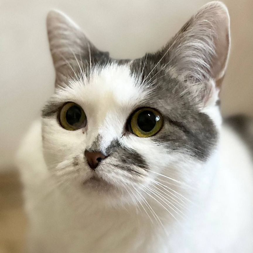 Кошка Няша ищет дом