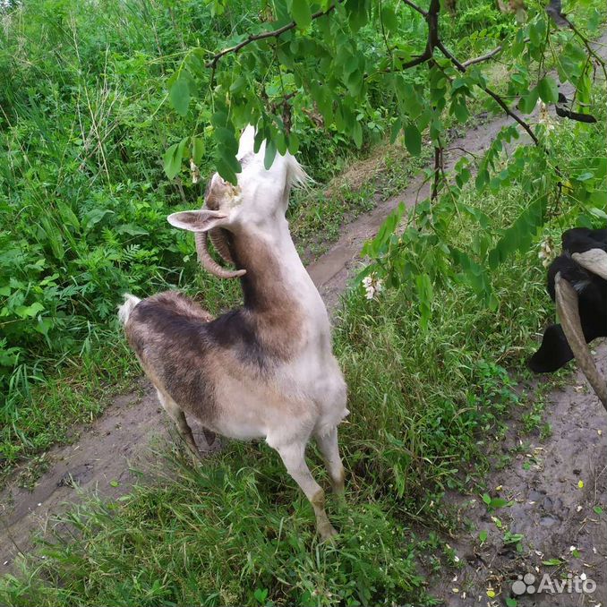 Козы дойные, козлята, козёл