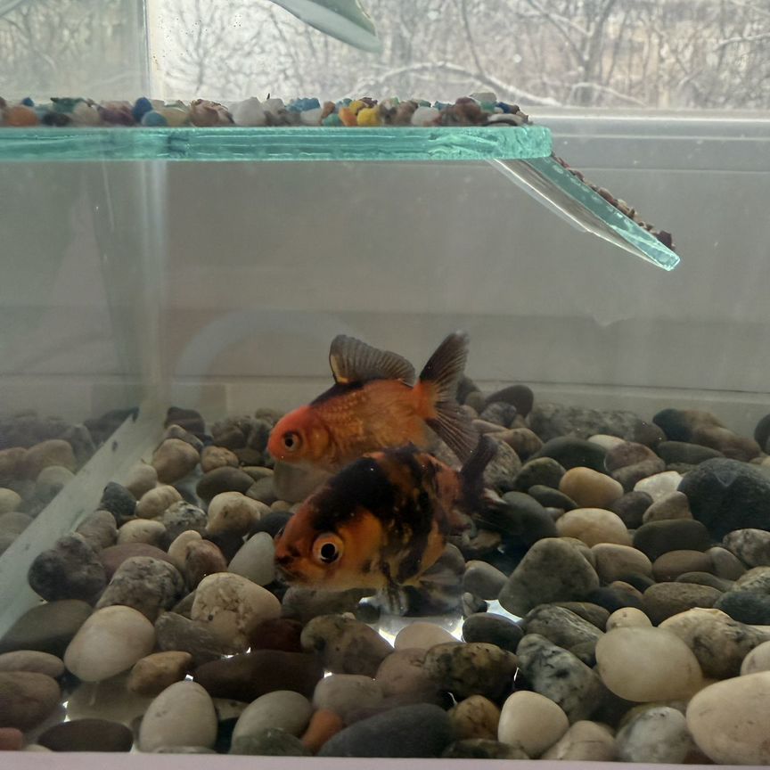 Аквариум с рыбками