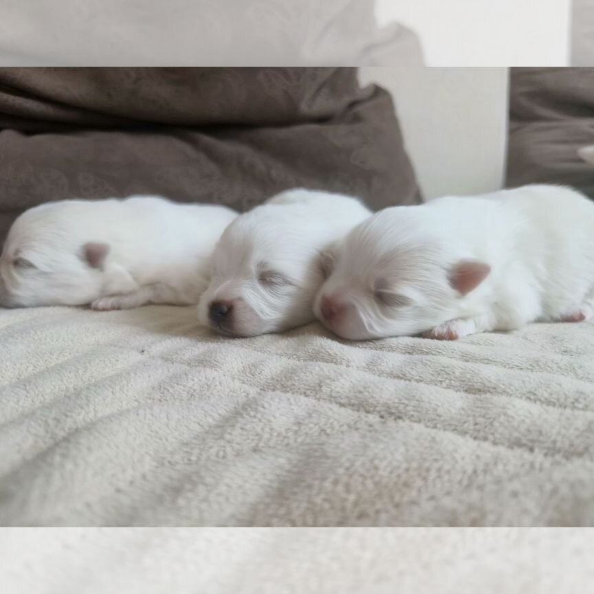 Померанский шпиц, щенок