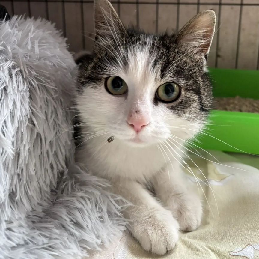 Взрослая, кошка в добрые руки