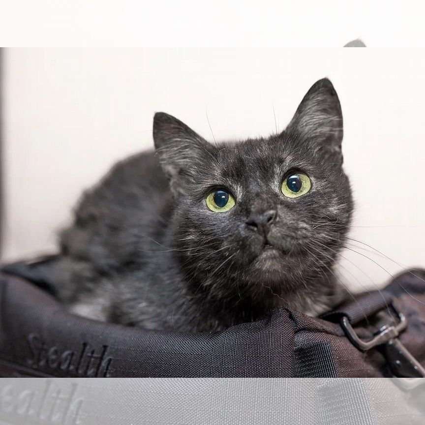 Взрослая кошка в добрые руки