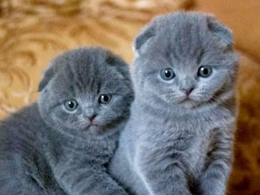 Вислоухие Мишки) Голубой Окрас