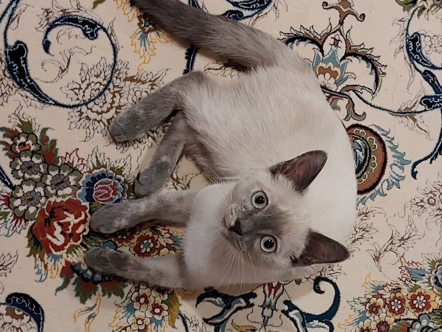 Тайский котёнок девочка в добрые руки