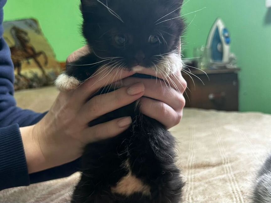 Котята бесплатно