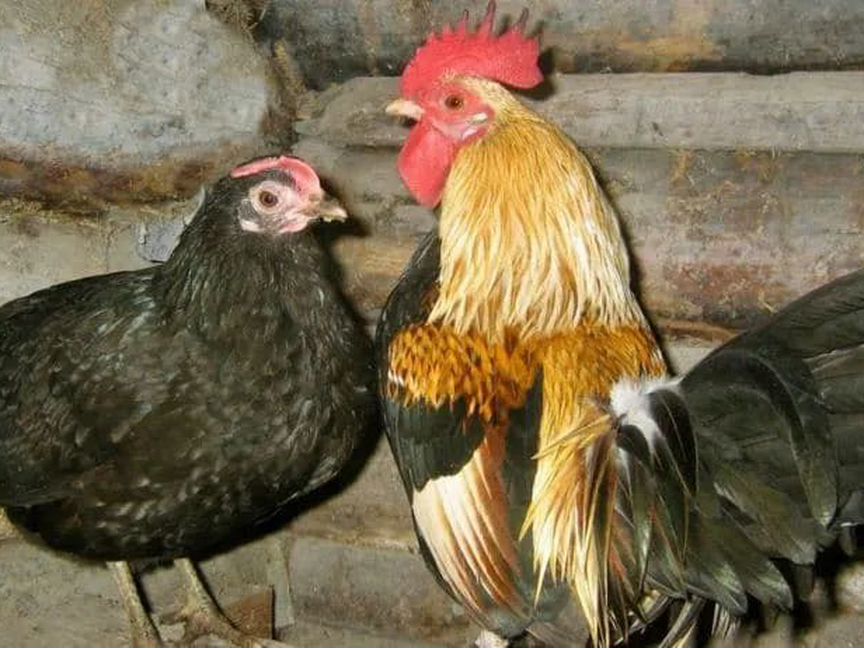 Декоративные куры