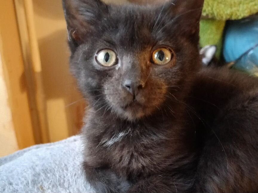 Котенок мальчик бесплатно